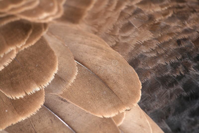 Goose Feathers stock image. Image of brown, texture, feathers - 2374959