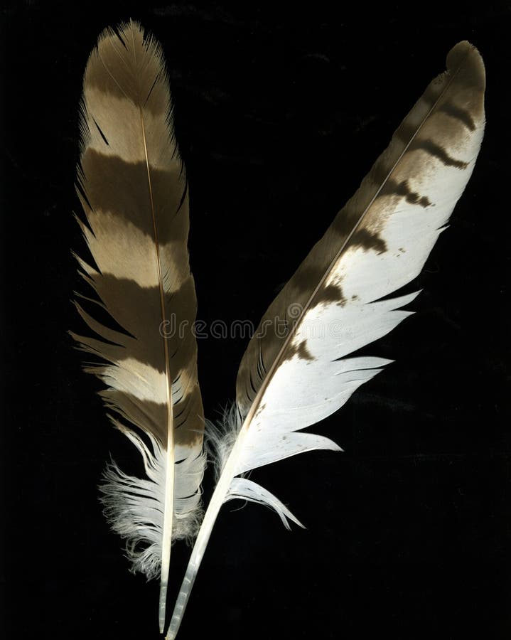 Goose Feathers stock photo. Image of quill, stem, flight - 829650