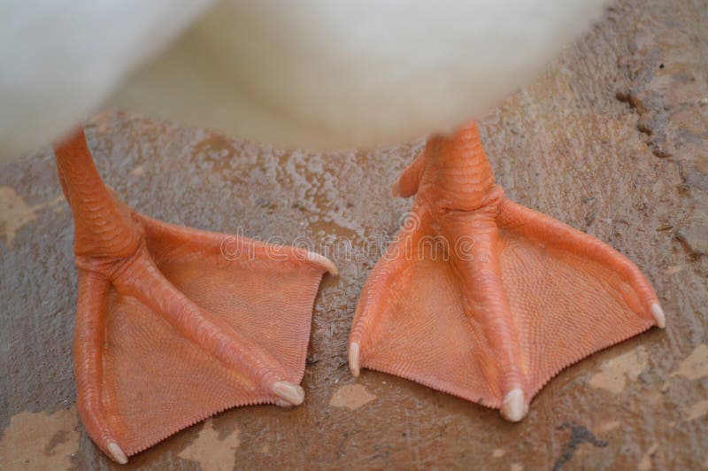 Goose Feet with Macro Details. Stock Image - Image of carving, pés ...