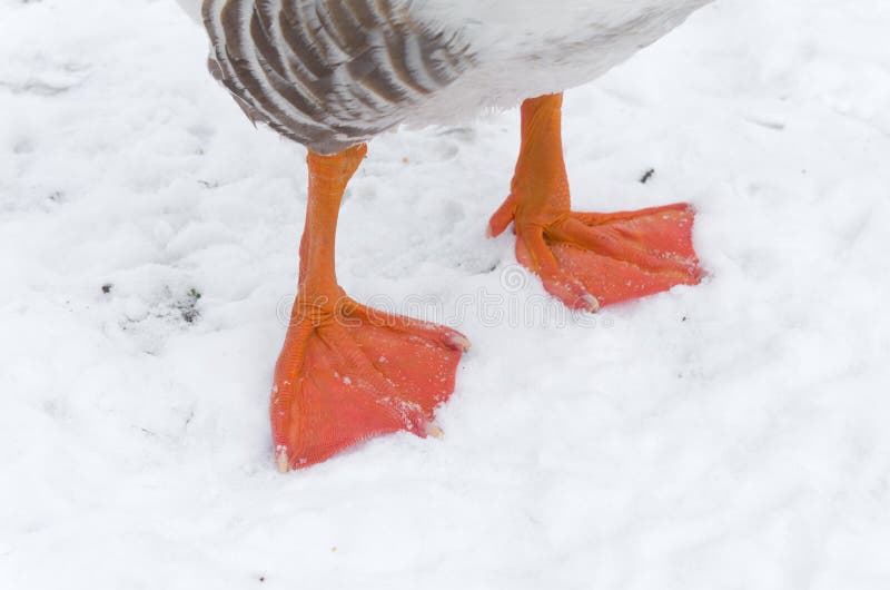 Goose feet stock image. Image of feather, duck, geese - 30510587
