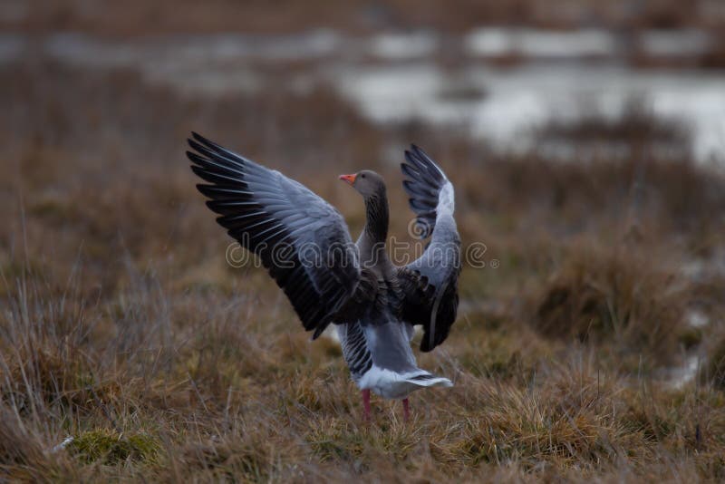 Goose flapping with wings stock image. Image of forest - 168619815
