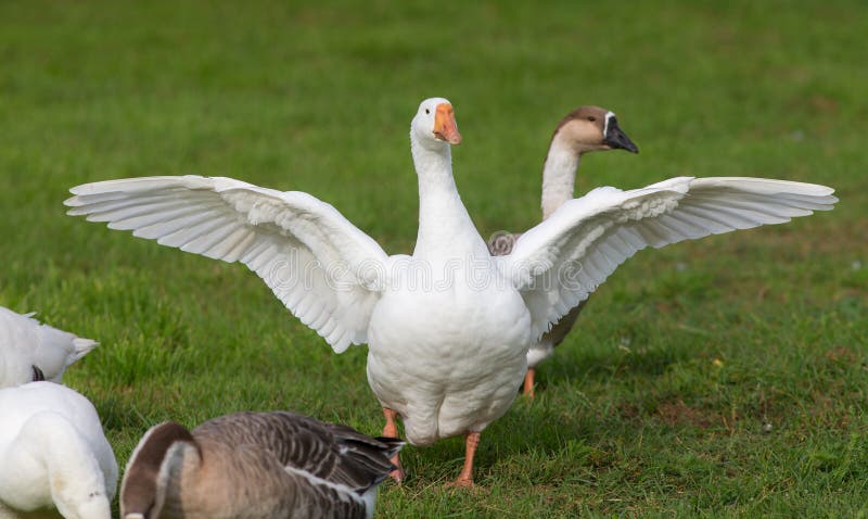 Goose flaps its wings stock image. Image of farm, wings - 80058275