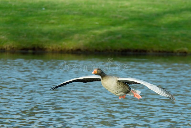 Goose in flight stock image. Image of large, away, grass - 4551489