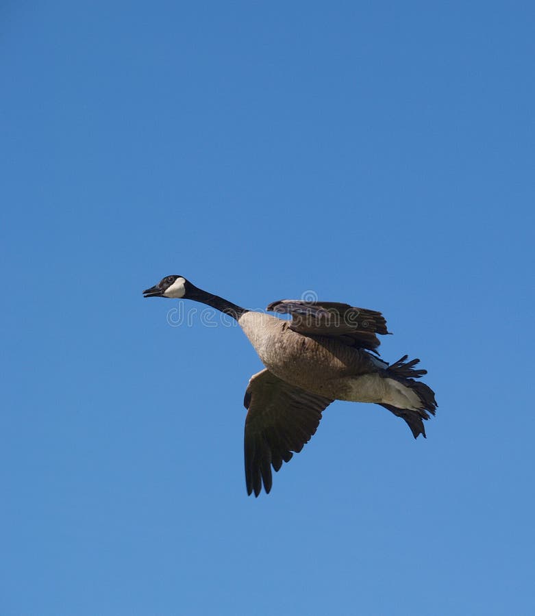 Goose in Flight stock image. Image of hunting, isolated - 603629