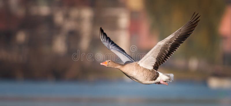 Goose in flight. stock photo. Image of color, lake, grey - 95555466