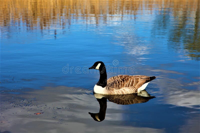 A Goose Floating on a Calm River by Itself in the Water Stock Photo ...