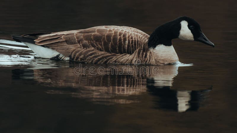 Goose Floating on the Calm Waters of a Peaceful Lake Stock Photo ...