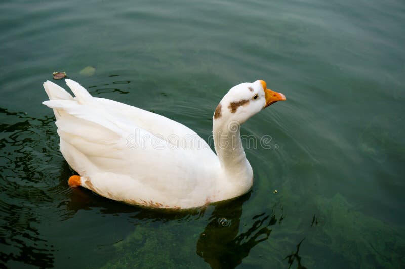 Goose floating in a Lake stock image. Image of couple - 129333077