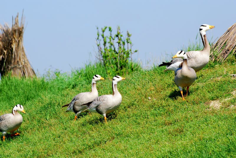 Goose flock stock photo. Image of swarm, animal, green - 14772508