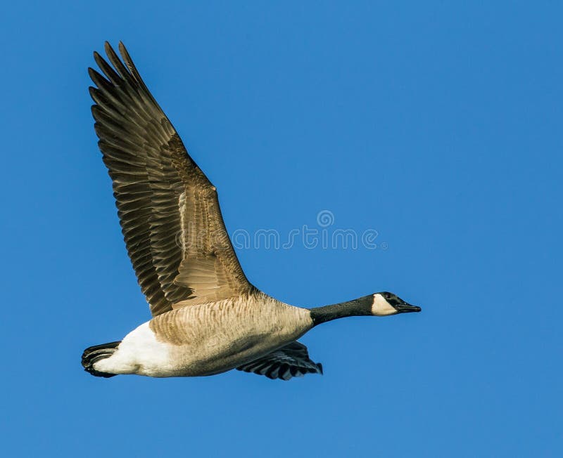 A Goose that is Flying Against a Blue Sky Stock Image - Image of brown ...
