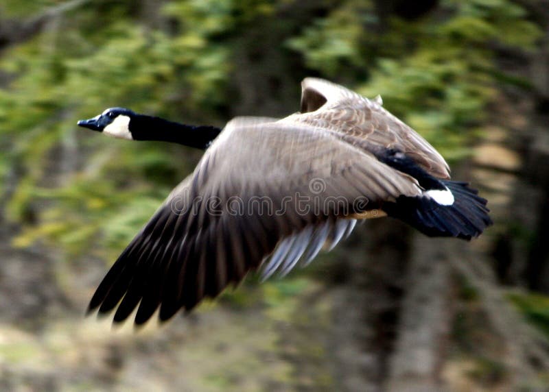 Goose Flying Close To Trees with Spread Wings Stock Image - Image of ...