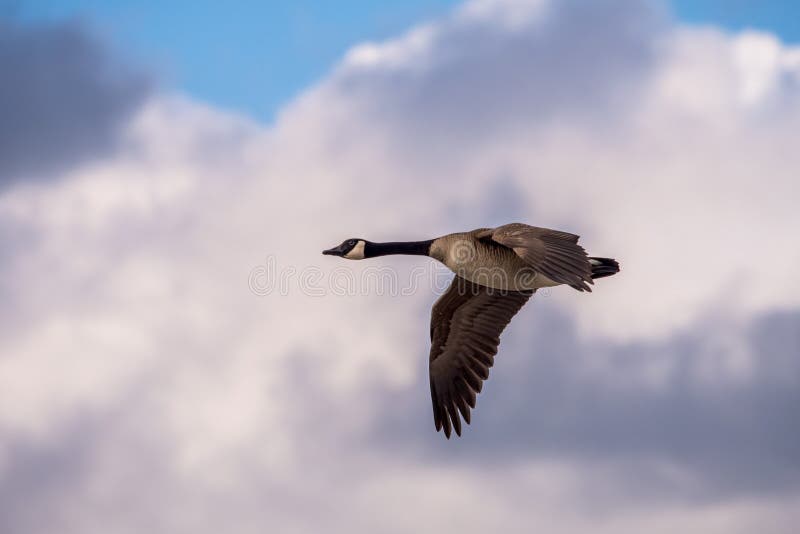 Goose flying with clouds stock image. Image of bird - 266710105