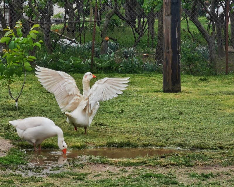 Goose flying stock photo. Image of farm, goose, bird - 184975986