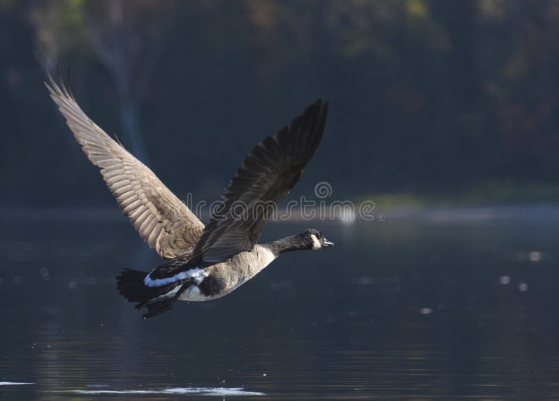Goose Flying into the Shadows Stock Photo - Image of open, animal: 29545210