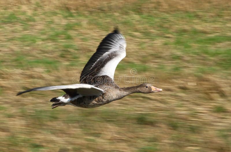 Goose flying stock image. Image of wildlife, feather - 46464205