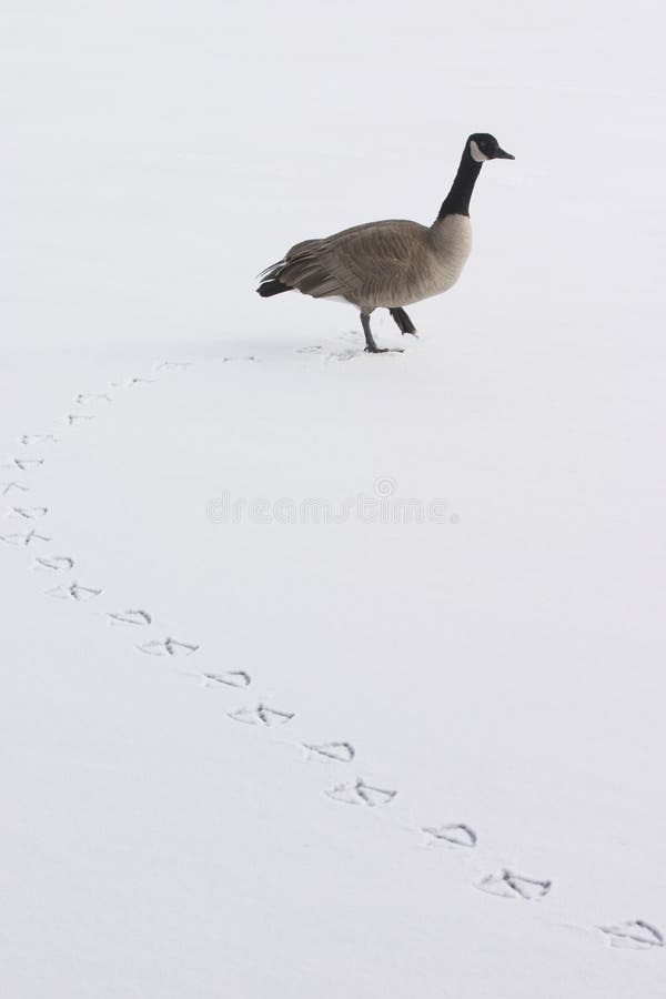 Goose and footprints stock image. Image of lone, danger - 1634943