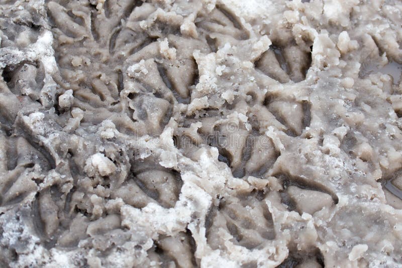 Goose Footprints on Mud with Water and Green Plants Stock Image - Image ...