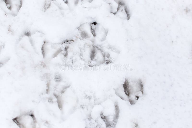 Goose Footprints on Mud with Water and Green Plants Stock Image - Image ...