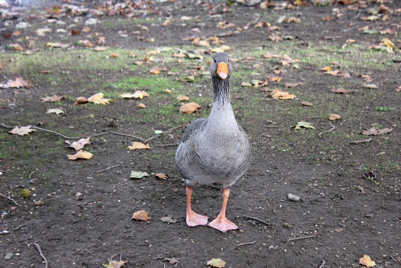 A Goose - Fowl at the London Park Stock Image - Image of domesticated ...