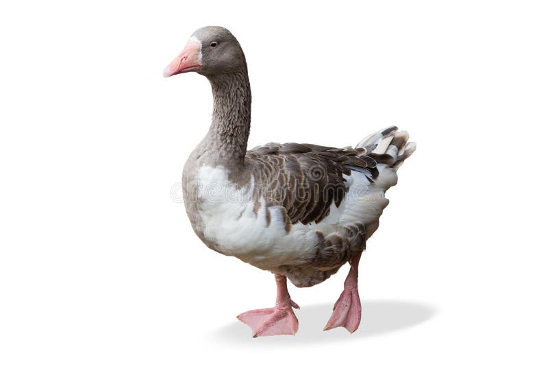 358 Goose Front View Photos - Free & Royalty-Free Stock Photos from ...