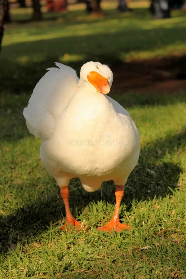 Funny sight of a goose stock image. Image of funny, strong - 55567991