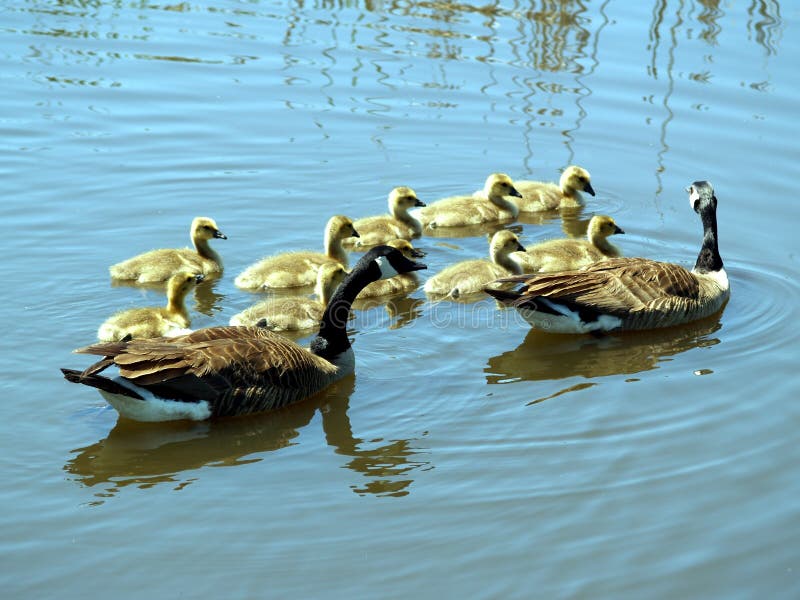 Goose and Gander stock photo. Image of long, geese, necked - 796224