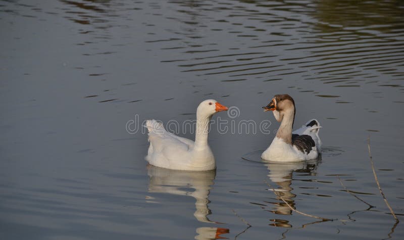 Goose and gander stock image. Image of lake, goose, water - 51341737