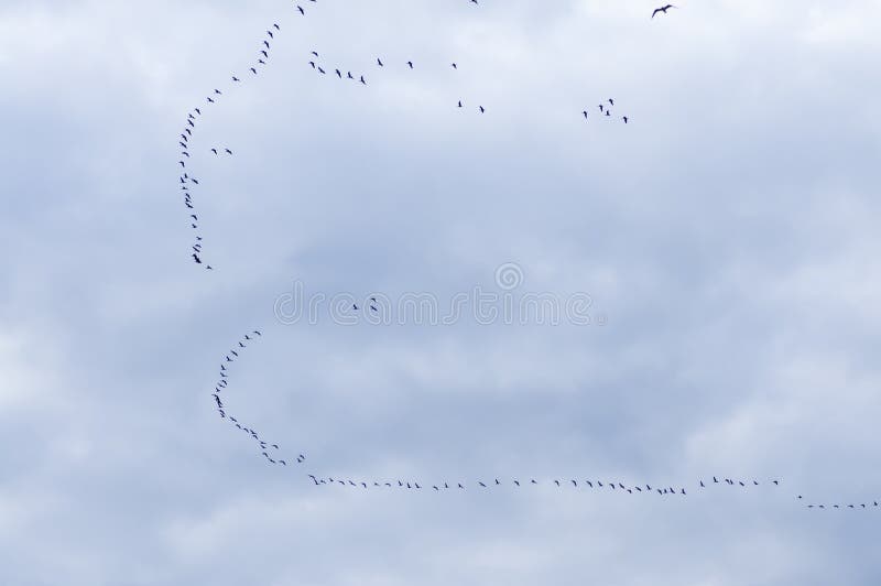 Goose, Geese Anser Anser Flock Flying V Shape North Stock Photo - Image ...