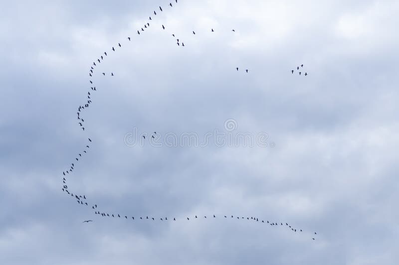 Goose, Geese Anser Anser Flock Flying V Shape North Stock Photo - Image ...