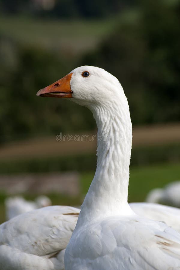 Happy goose stock photo. Image of empty, spend, city - 95225128