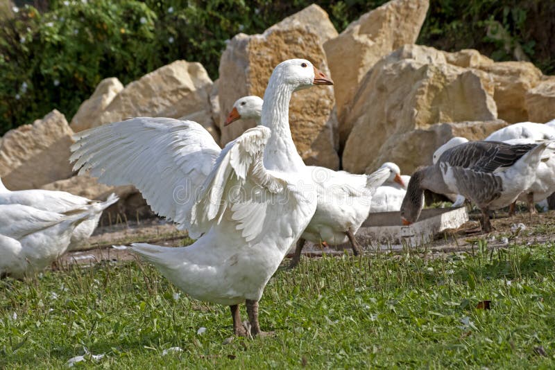 Happy goose stock photo. Image of empty, spend, city - 95225128