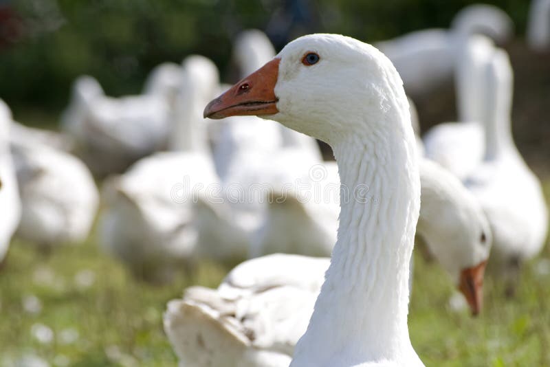 Goose stock photo. Image of happy, move, meadow, humanely - 44343342