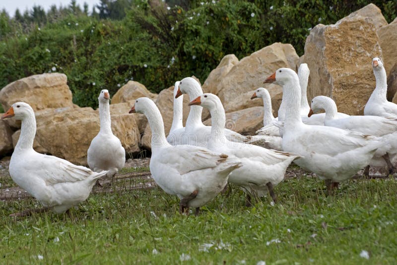 Group of White Goose Birds Run Free in Meadow Stock Photo - Image of ...