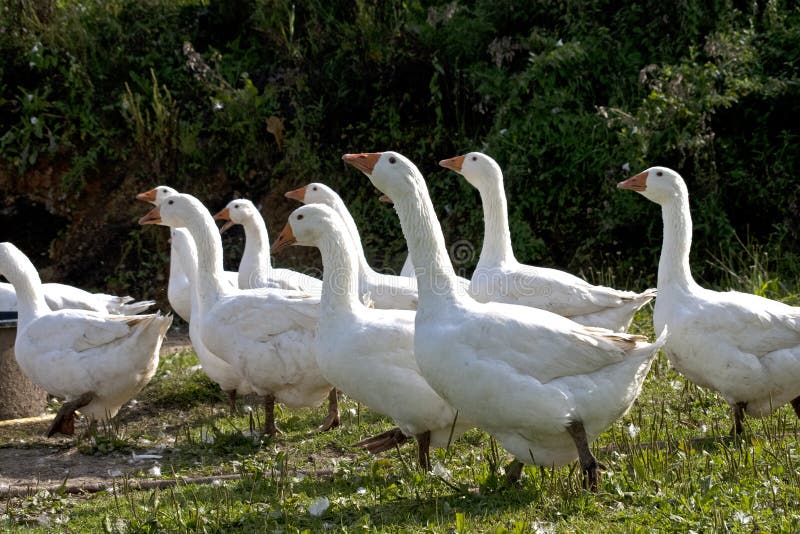 Goose stock image. Image of blue, mace, fixed, running - 44343357
