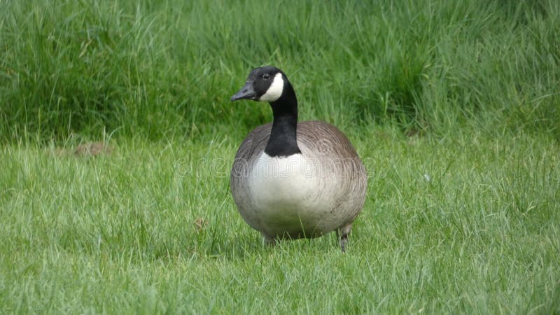 Goose is Getting Fat in the Grass Stock Image - Image of spiritual ...