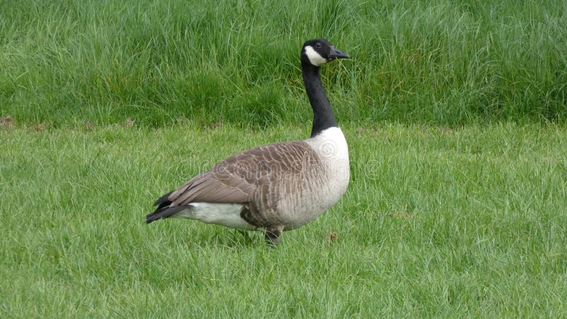 Goose Is Getting Fat In The Meadow Stock Photo - Image of blue, goose ...