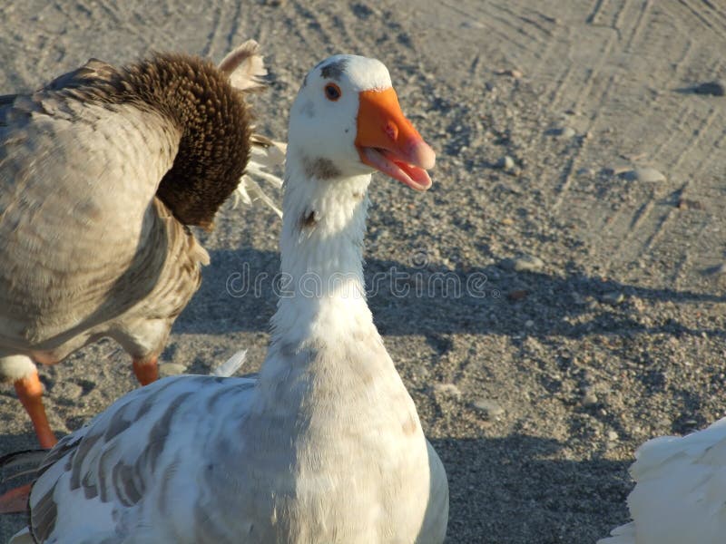 Goose stock image. Image of feather, turkey, wildlife - 53849319