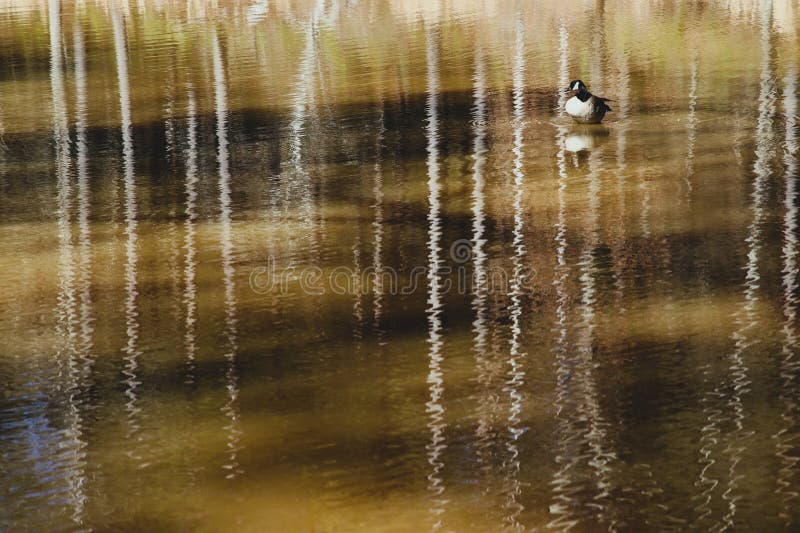 Goose on Gold Water with White Tree Rippled Reflection Stock Photo ...