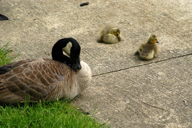Goose and Goslings stock photo. Image of park, mother, bird - 3186