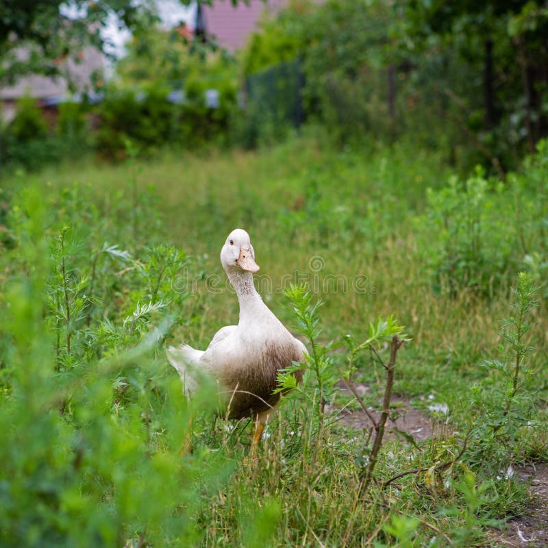 Goose Front View Stock Images - Download 243 Royalty Free Photos