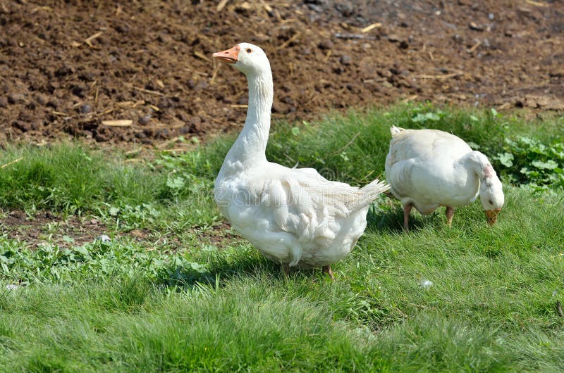 Goose grazing stock image. Image of bird, life, affection - 33665795