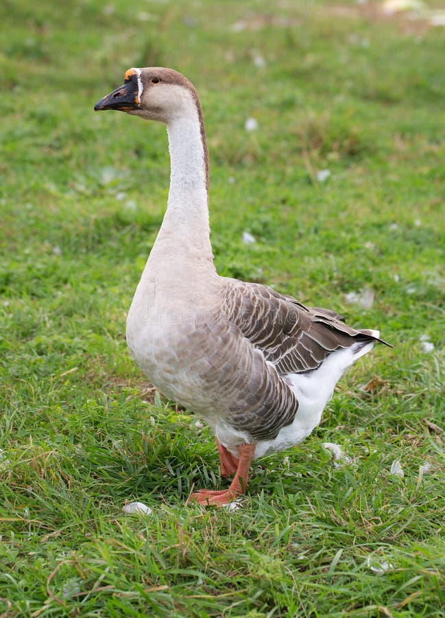 Goose on the green grass stock photo. Image of goose - 77439302