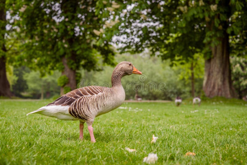 Goose in a green park stock image. Image of closeup, gray - 55970867