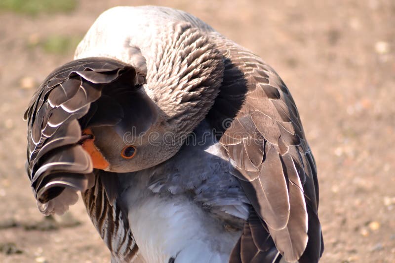 Goose grooming itself stock image. Image of neck, bending - 91678079