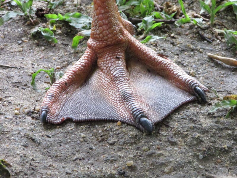 Goose Ground breaking stock photo. Image of breaking - 109544824