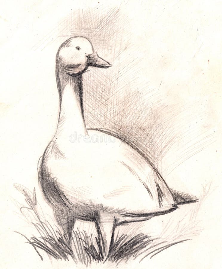 Goose Hand Painted Illustration . Pencil Drawing Stock Illustration ...