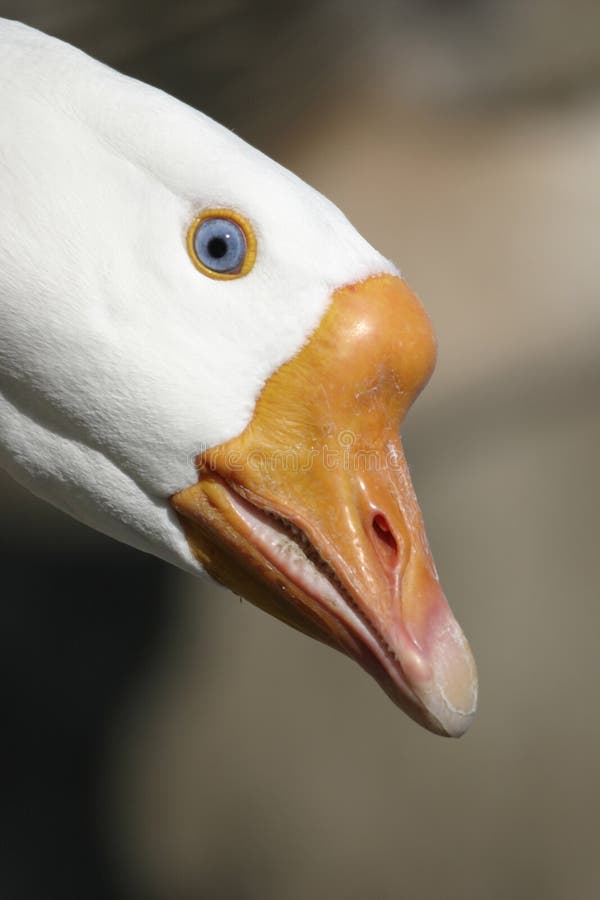 Goose Head stock image. Image of fowl, bird, expression - 1462287