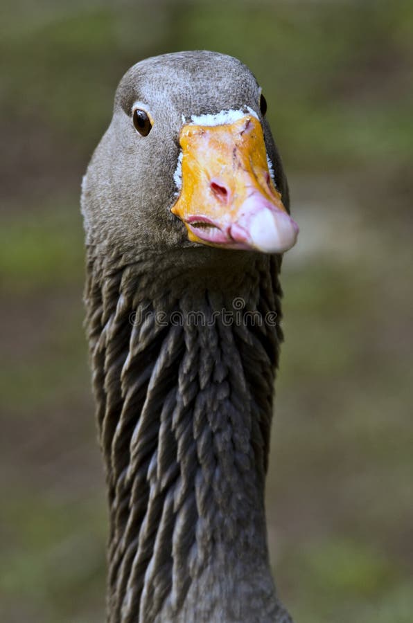 Goose head stock image. Image of goose, ireland, neck - 19016313