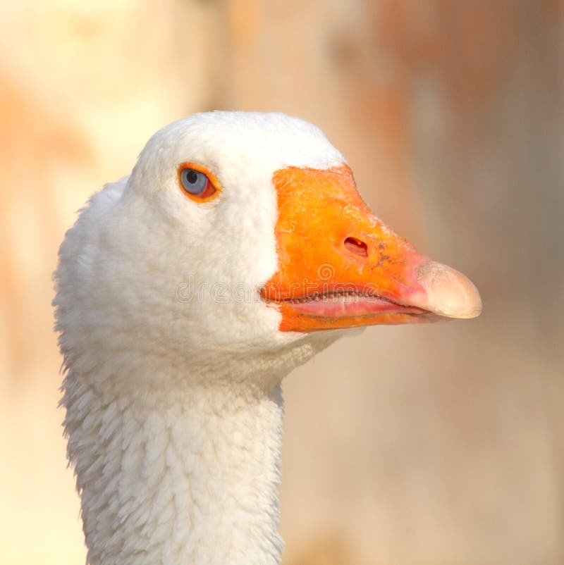 Goose head stock photo. Image of ornithology, animal, head - 7166190