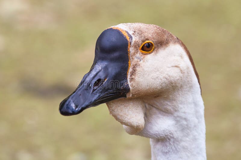 Goose Head with Black Beak Close-up Stock Photo - Image of blue, lake ...